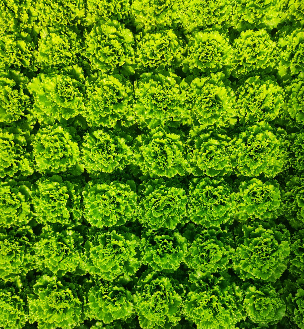 GreenEase | Farming Tools & Software for Growers | Drop Seeders